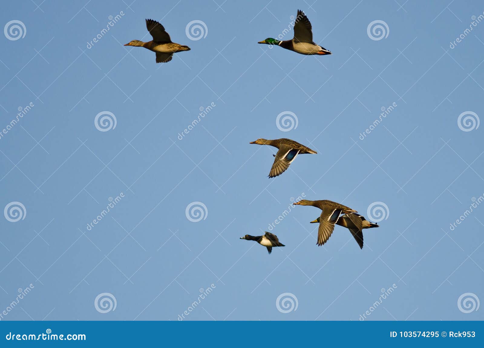 Flock of Ducks Flying in a Blue Sky Stock Image - Image of clear, flock ...