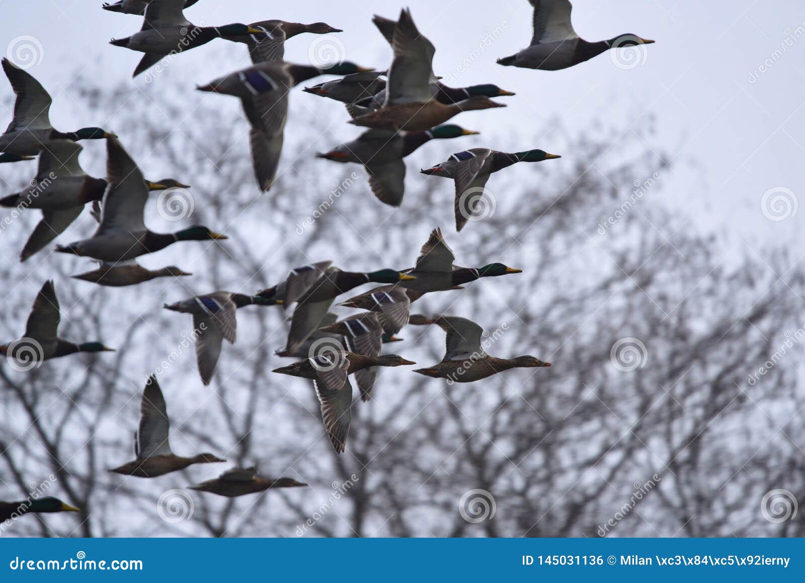 Flock of ducks stock photo. Image of ducks, flight, nature - 145031136