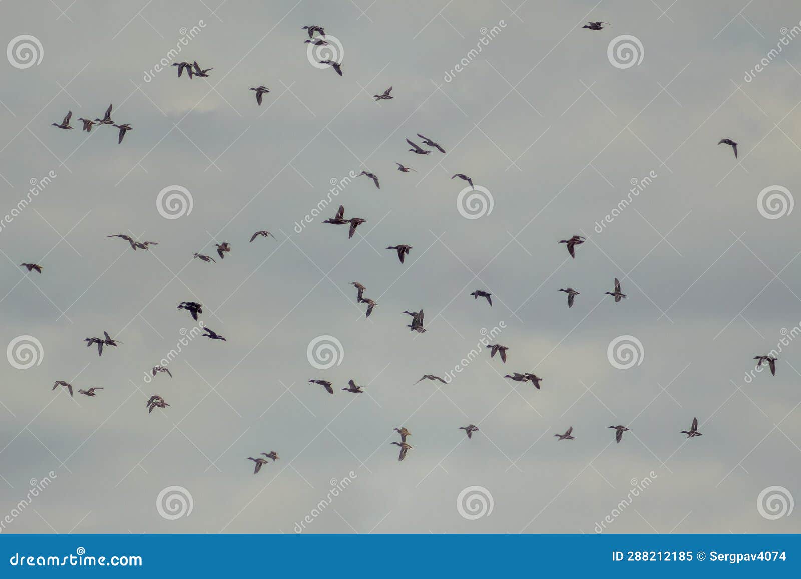 Flock of ducks flying high stock image. Image of migration - 288212185