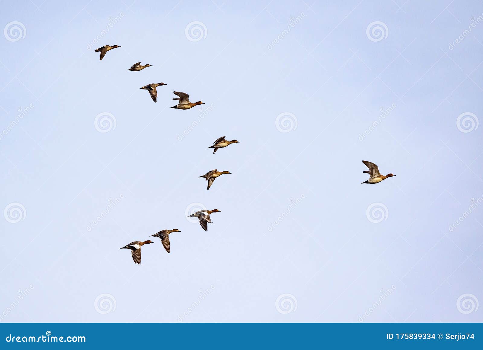 Flock of Ducks Flying in the Sky. Stock Photo - Image of leader, travel ...