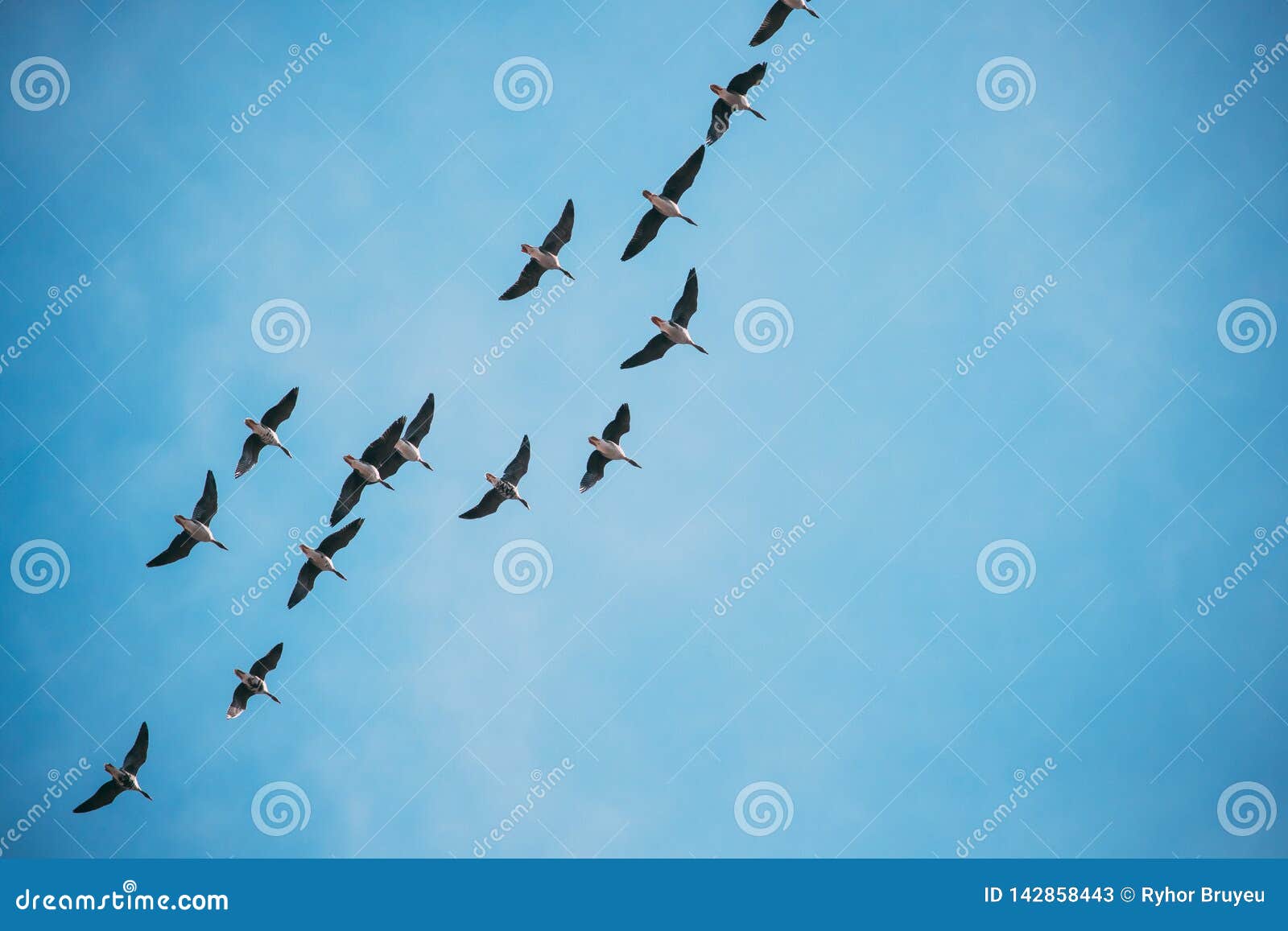 Flock of Ducks Flying in Sunny Blue Spring Sky during Their Migration ...