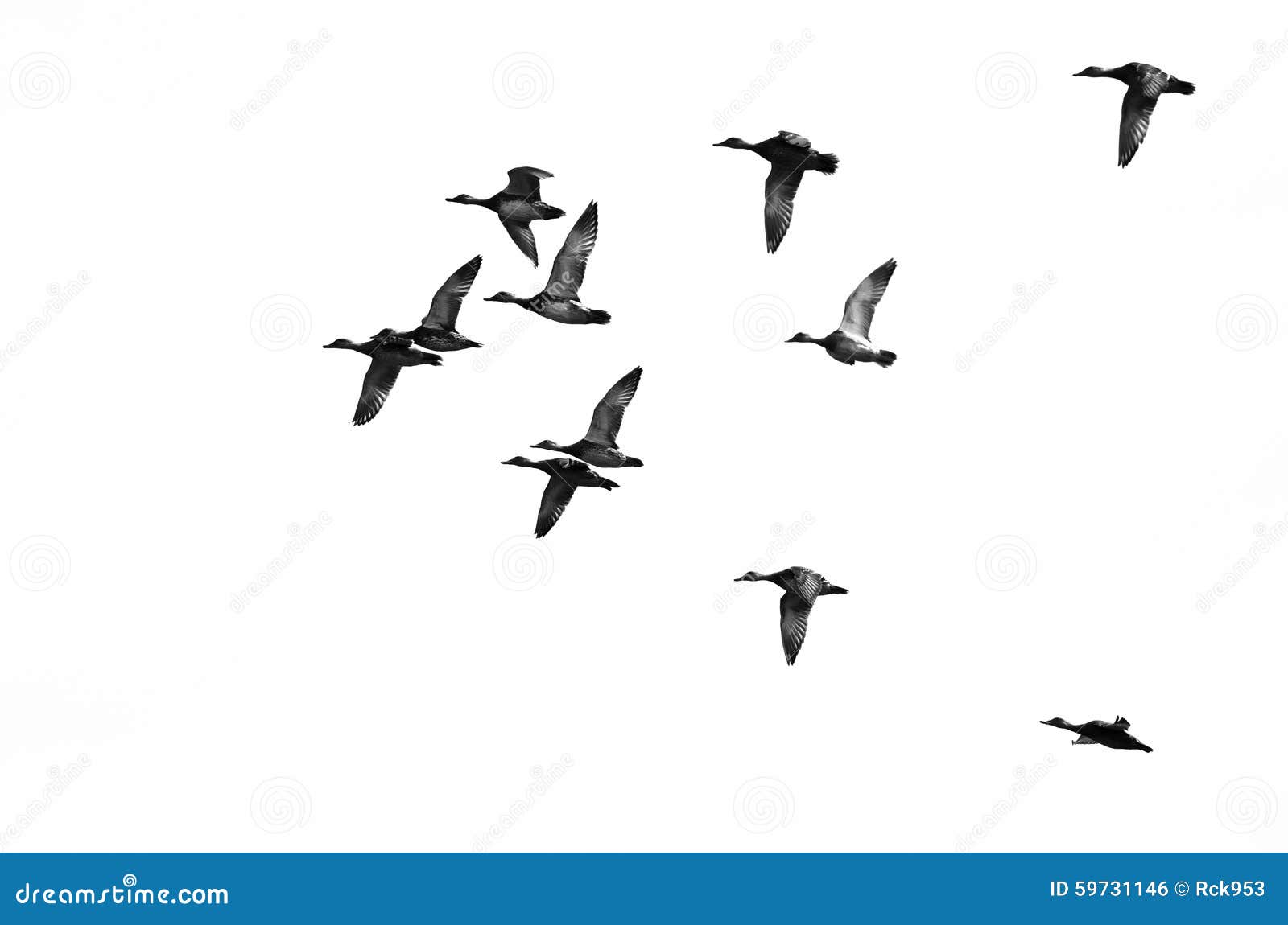 Flock of Ducks Flying on a White Background Stock Photo - Image of ...