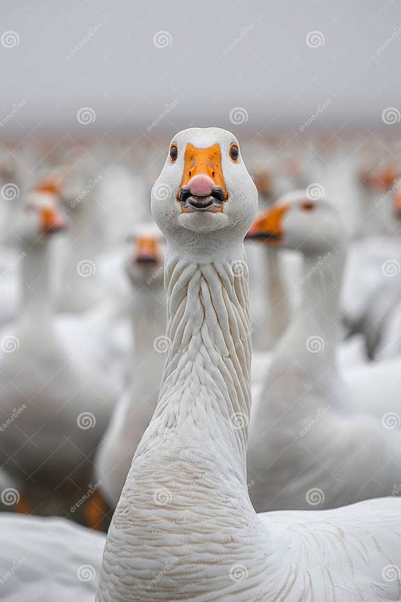 Flock of Ducks Grazing in the Enclosure with Ample Empty Space ...