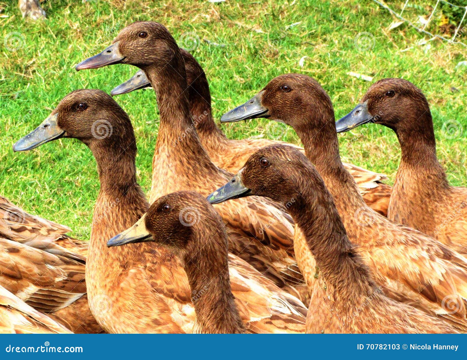 Flock of ducks stock image. Image of nature, farmyard - 70782103