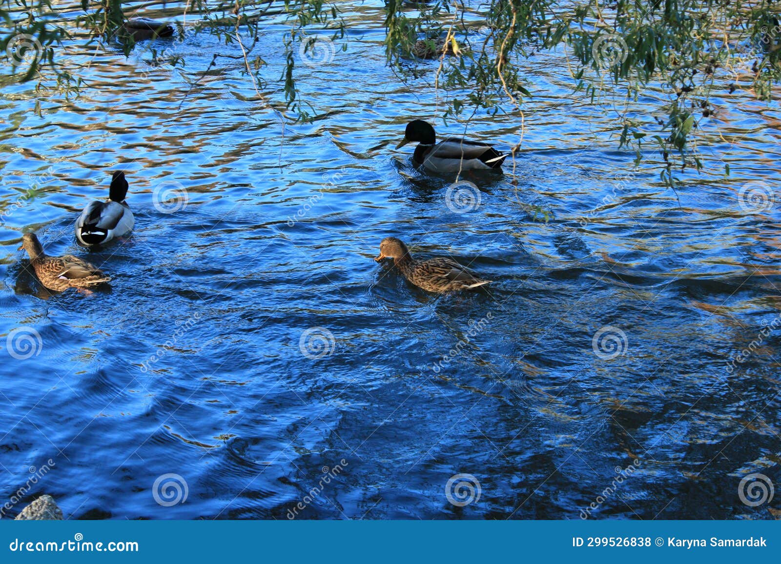 A Flock of Ducks on a Lake with Green Tree Stock Photo - Image of ...
