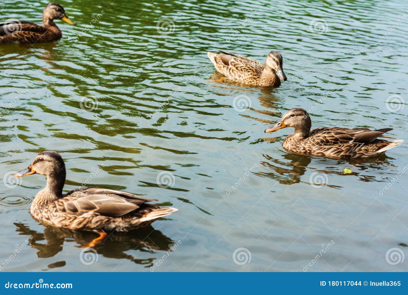 Flock of Ducks on a Lake in a Park, Protection Environment Background ...