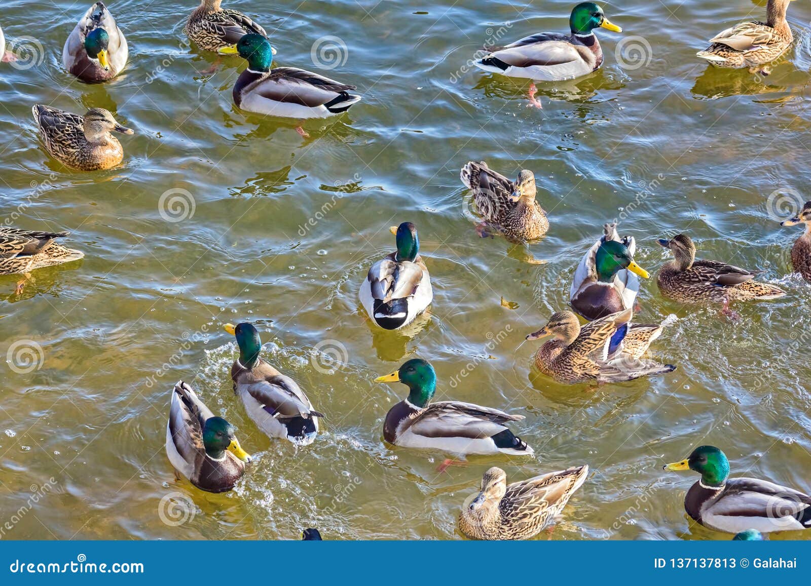 Flock of Ducks Mallard on the River Stock Image - Image of brown ...