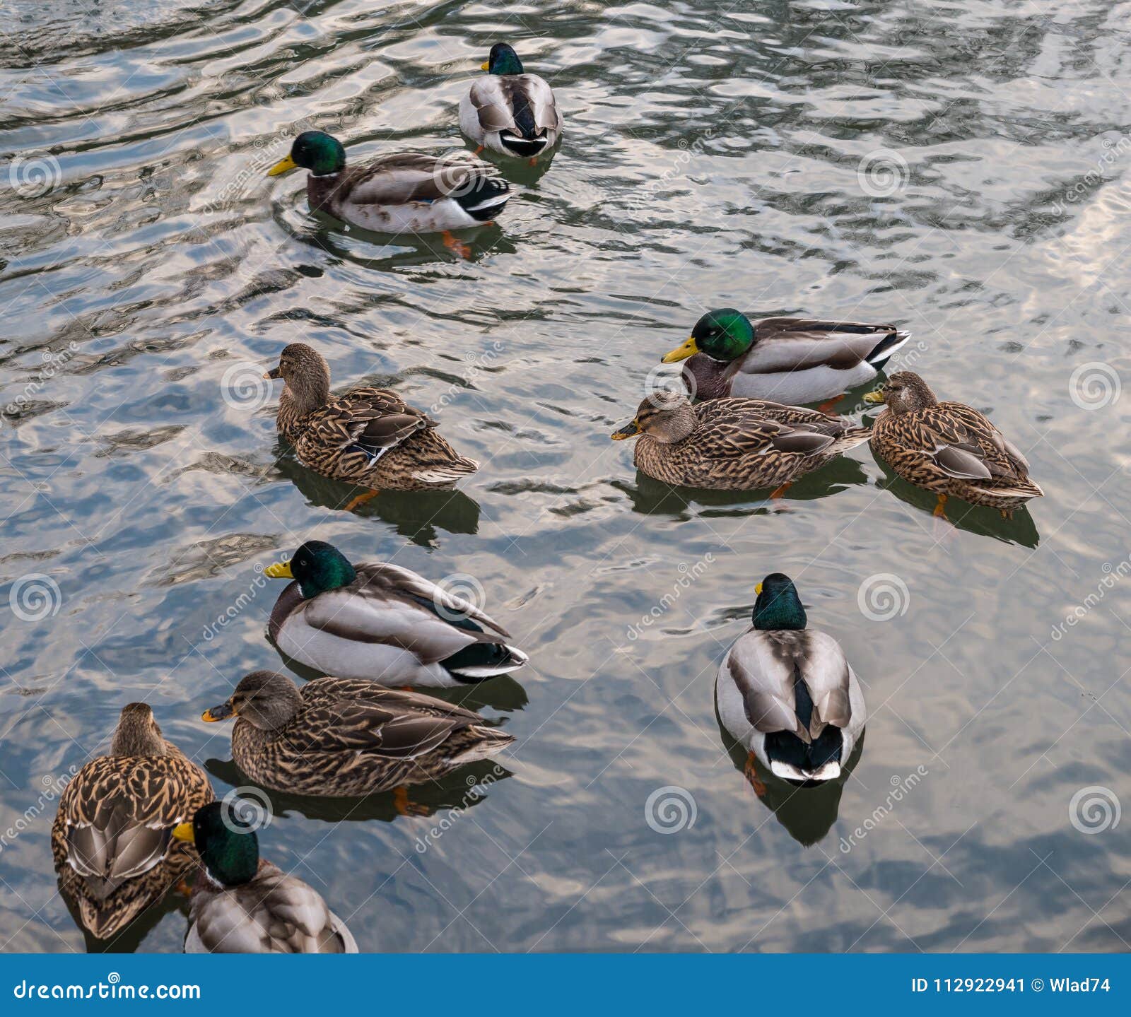 The Flock of Ducks on a Pond Stock Image - Image of duck, nature: 112922941