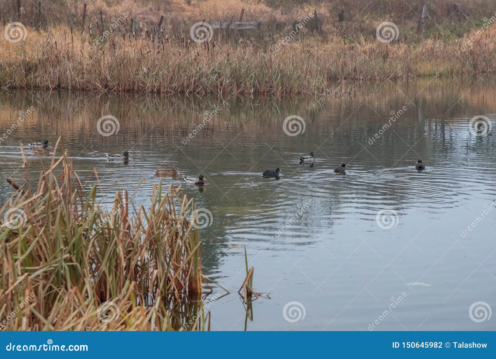 Flock of Ducks at the Pond in the Daytime Stock Photo - Image of ...