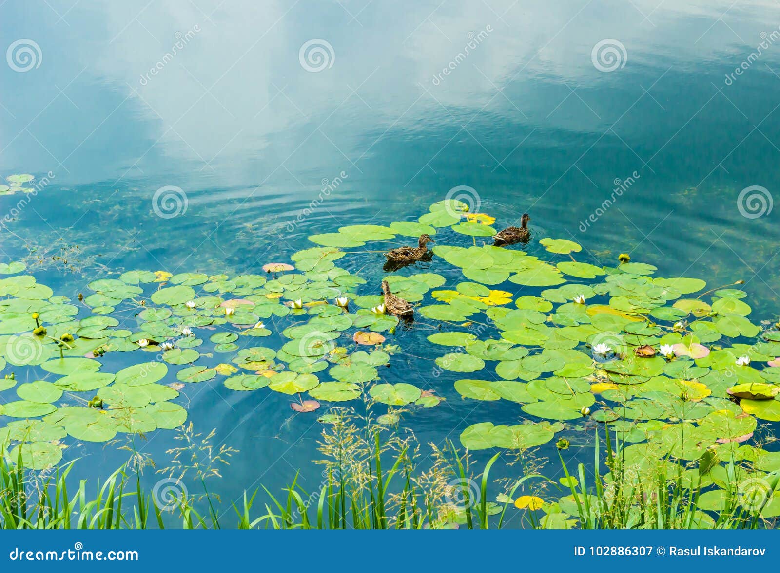 Flock of ducks in a pond stock image. Image of pond - 102886307