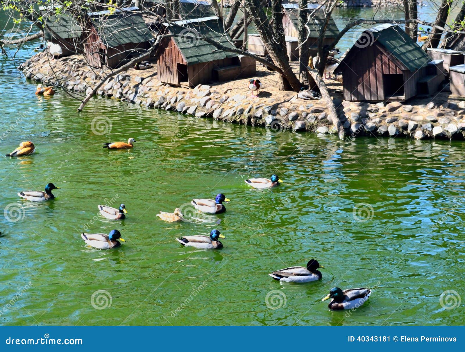 Flock of ducks in a pond stock image. Image of pond, swim - 40343181
