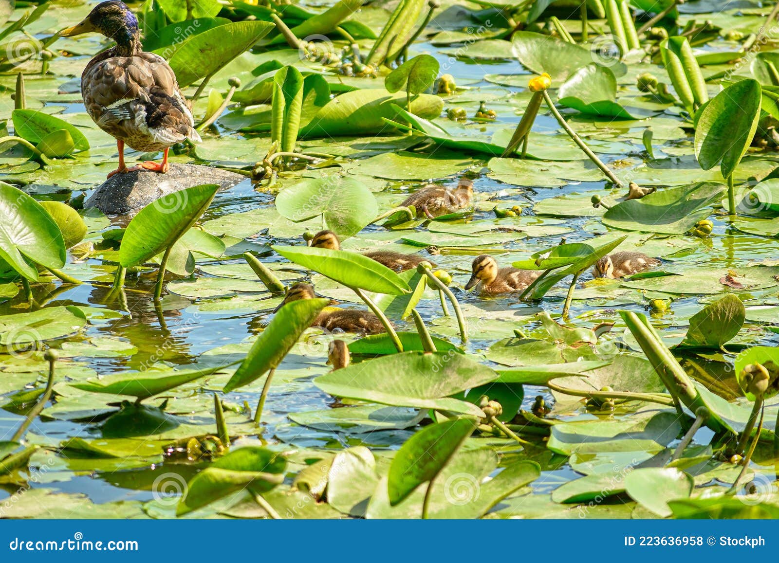 Flock of Ducks on Pond with Water Lily Plants Stock Photo - Image of ...