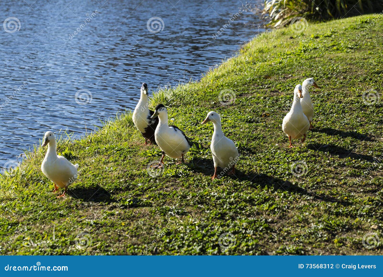 Flock of Ducks stock photo. Image of waddle, farm, group - 73568312