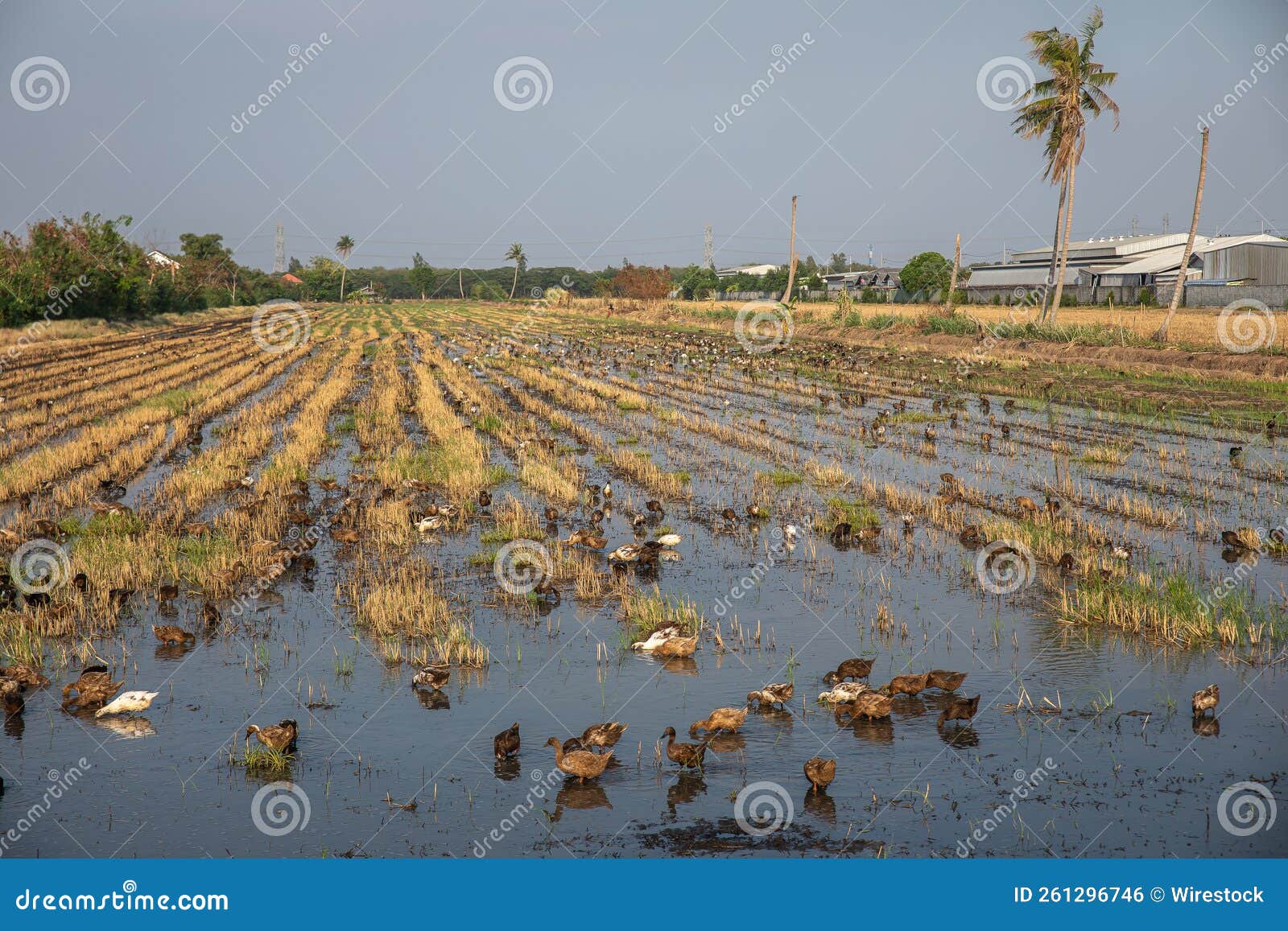 Flock of Ducks on the Rice Field Stock Photo - Image of rice, nature ...