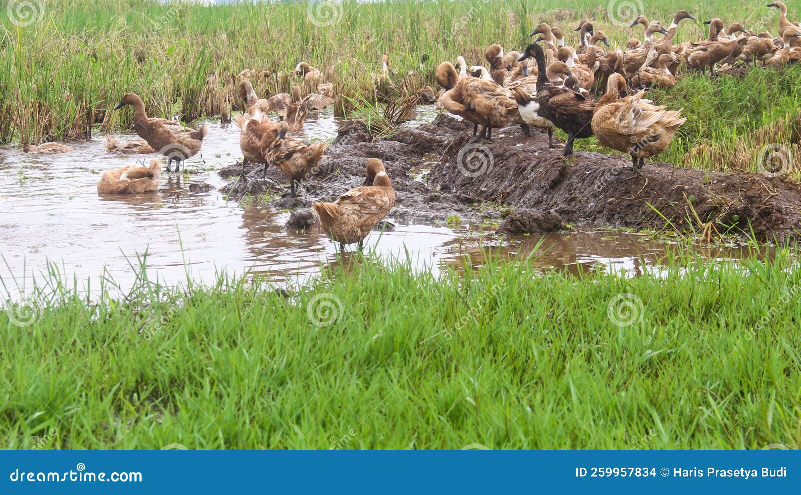 A Flock of Ducks in the Rice Fields in the Morning. Stock Photo - Image ...