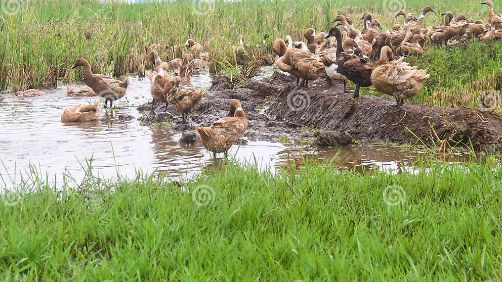 A Flock of Ducks in the Rice Fields in the Morning. Stock Photo - Image ...