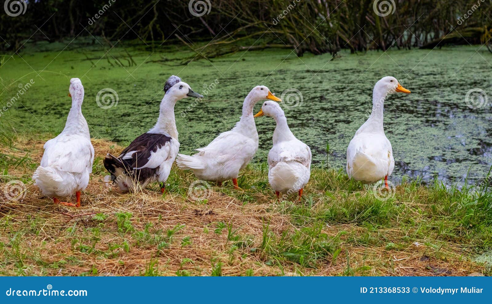 A Flock of Ducks by the River, Breeding Ducks Stock Image - Image of ...