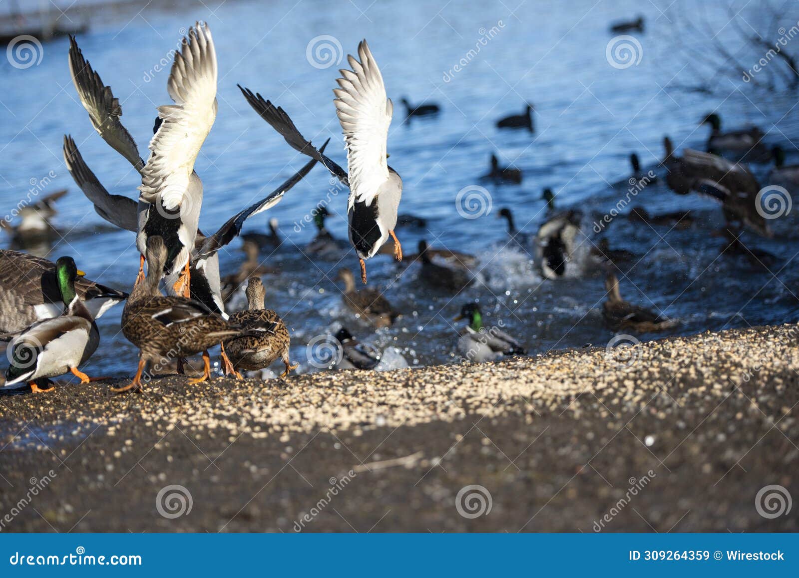 Flock of Ducks Run Down To the Water Stock Image - Image of wildlife ...
