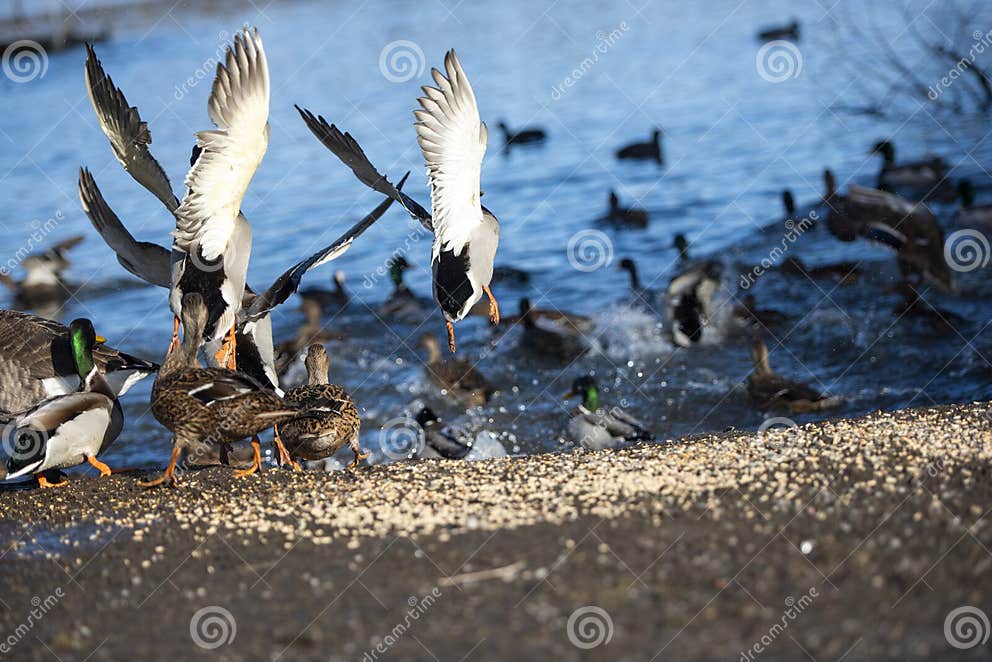 Flock of Ducks Run Down To the Water Stock Image - Image of wildlife ...