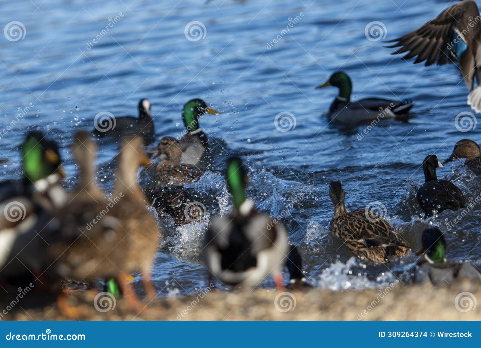 Flock of Ducks Run Down To the Water Stock Photo - Image of animals ...