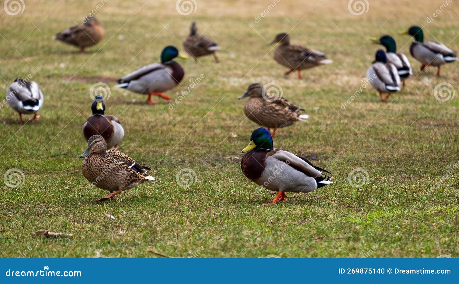 Flock of Ducks on the Shore. Focus in the Foreground Stock Photo ...