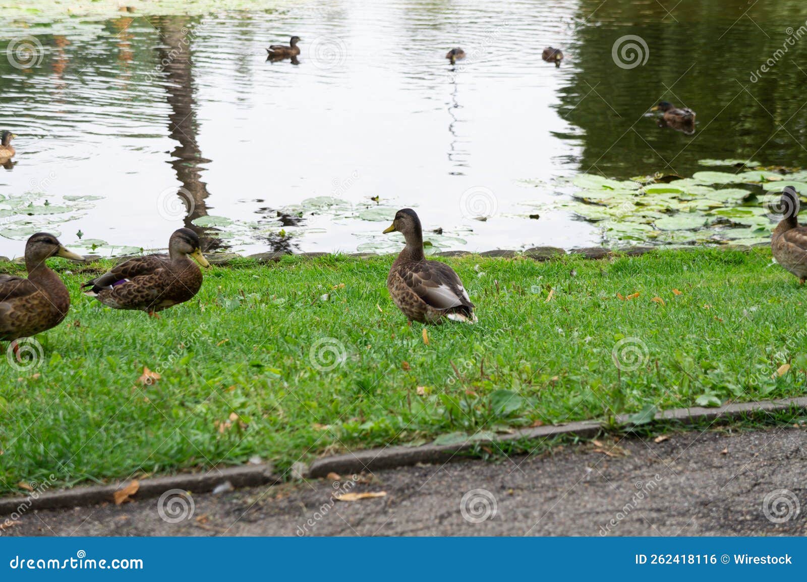 Flock of Ducks on the Side and Floating on a Pond Stock Photo - Image ...