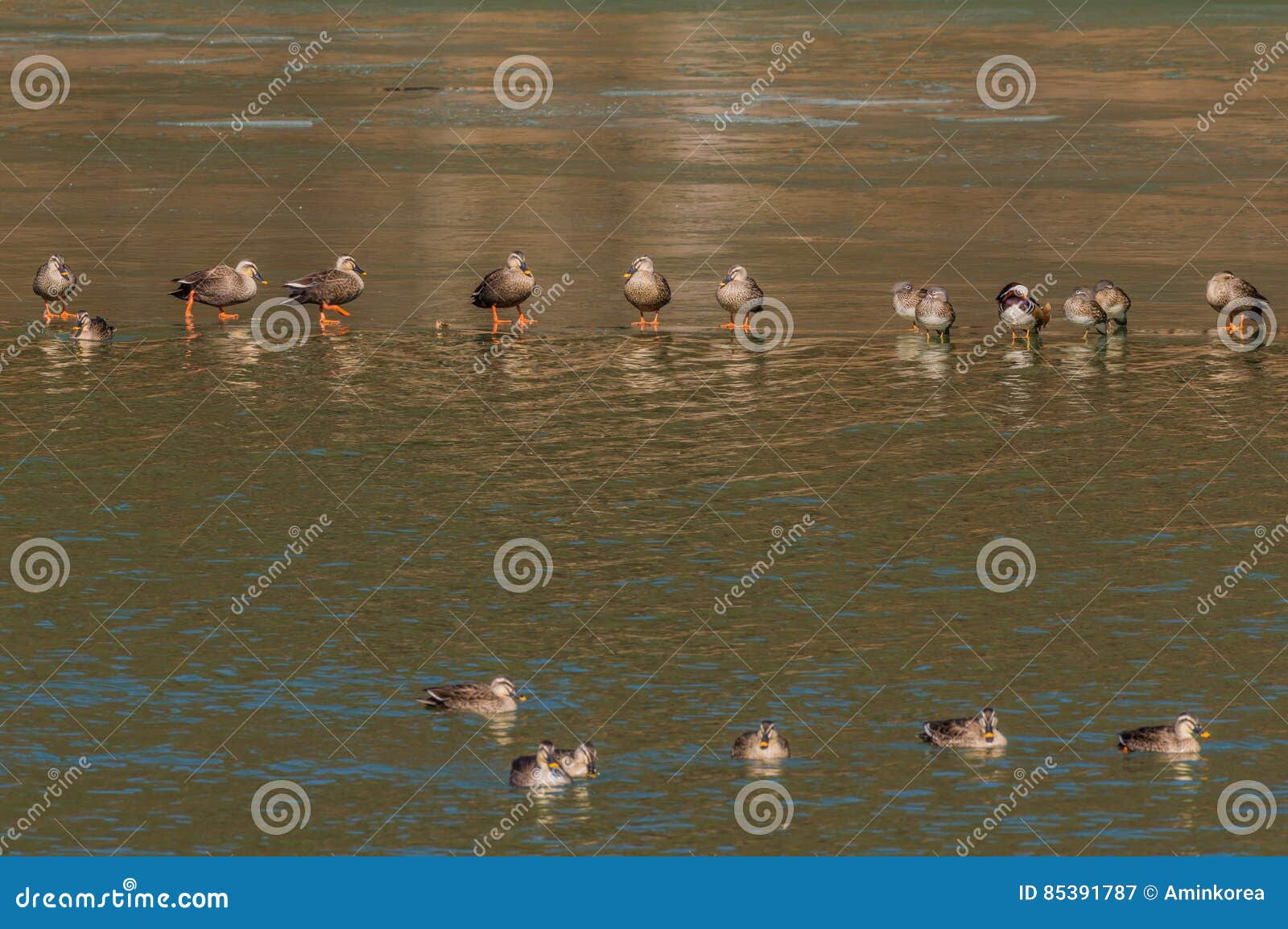 Flock of Ducks Standing on a Thin Sheet of Ice Stock Image - Image of ...