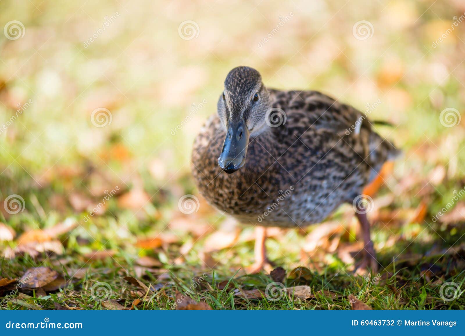 Flock of Ducks stock photo. Image of south, waterfowl - 69463732