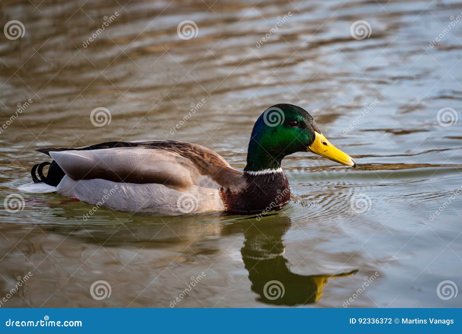 Flock of Ducks stock photo. Image of marsh, spring, dakota - 92336372