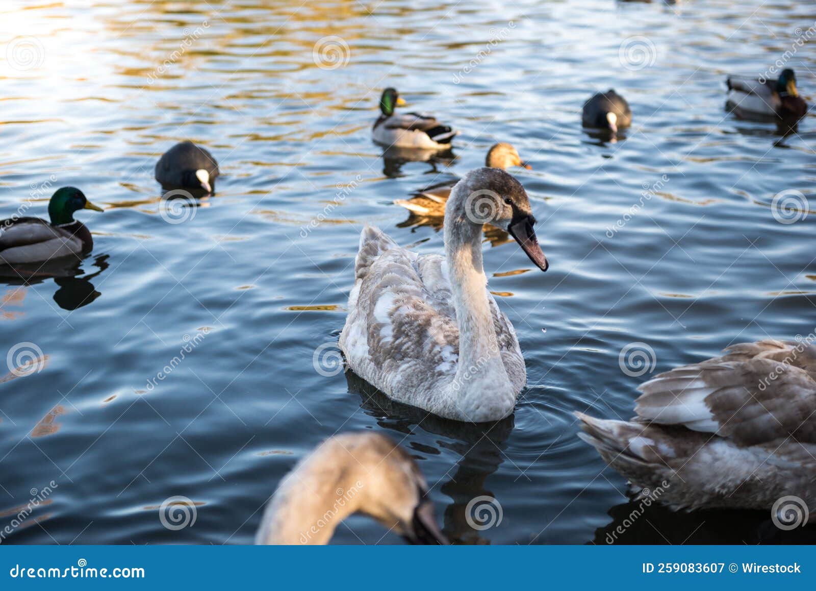 Flock of Ducks and Swans Swimming on a Blue Pond Stock Image - Image of ...