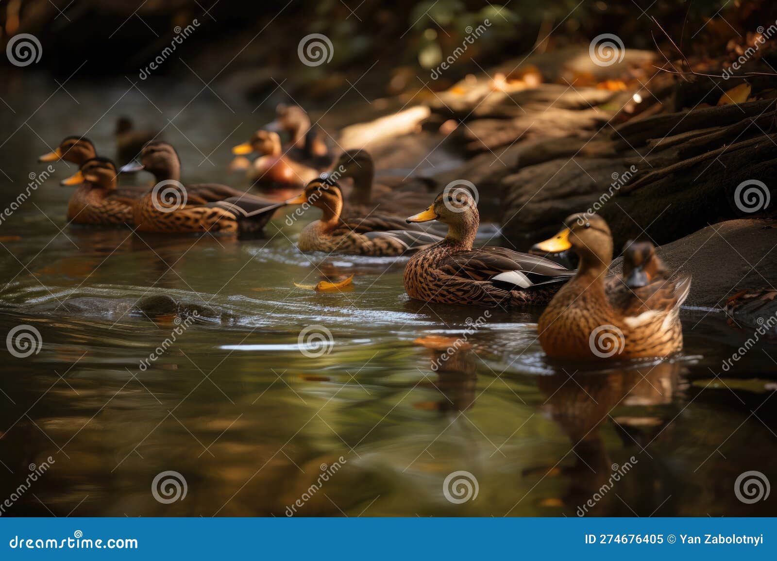 Flock of Ducks Swimming in a Calm Stream. Generative AI Stock ...