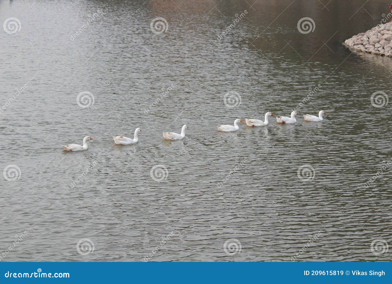 Flock of Ducks Swimming in a Formation in the Lake Water. Stock Image ...