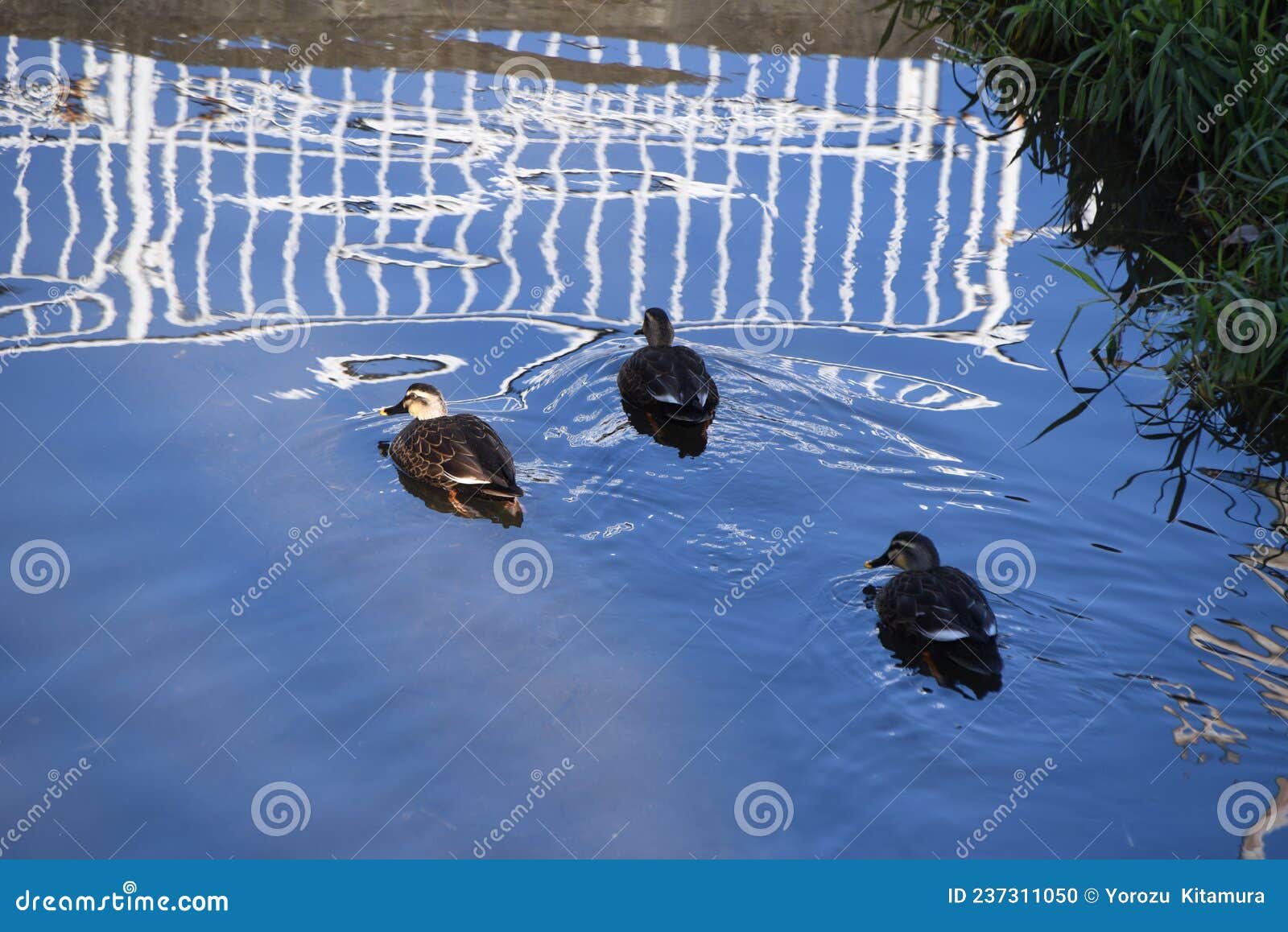 A Flock of Ducks Swimming in a Stream. Stock Photo - Image of light ...