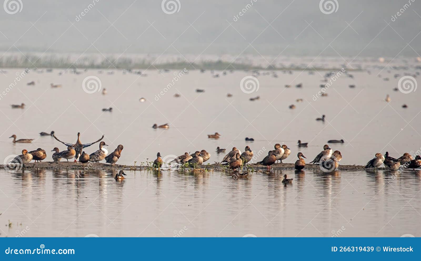 Flock of Ducks in a Wet Land Stock Image - Image of marsh, migration ...