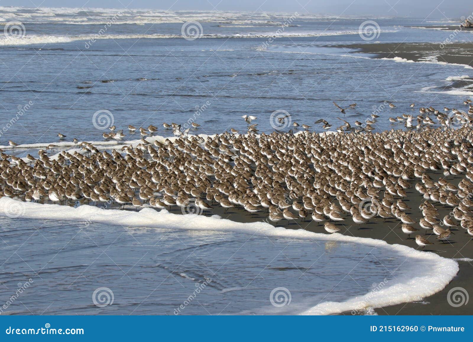 Flock of Dunlin on the Beach Stock Photo - Image of sand, ocean: 215162960