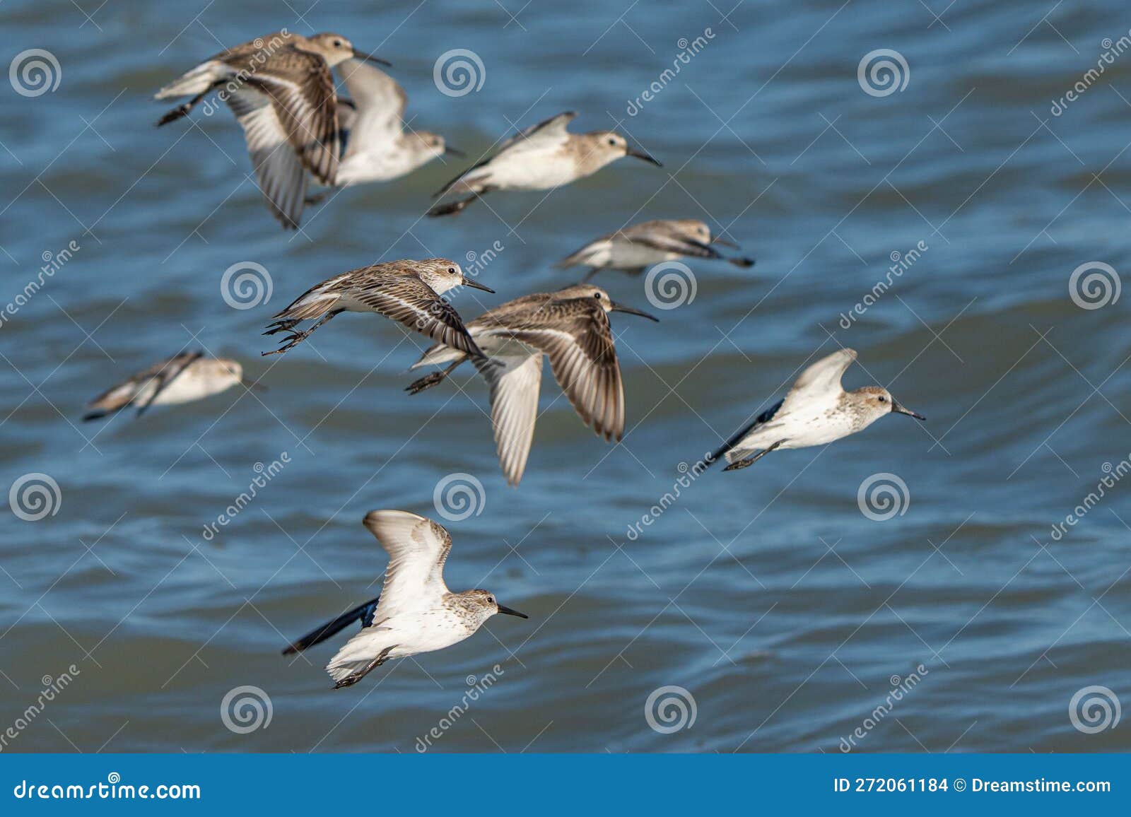 Flock of Dunlin Birds Flying Over the Ocean Water. Stock Photo - Image ...
