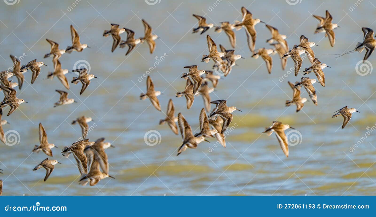 Flock of Dunlin Birds Flying Over the Ocean Water. Stock Image - Image ...