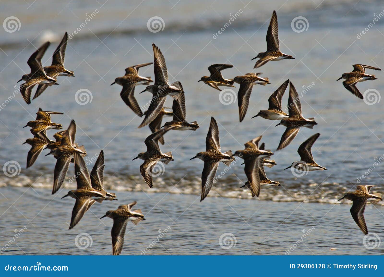 Flock Dunlin in Flight stock photo. Image of brown, colorful - 29306128
