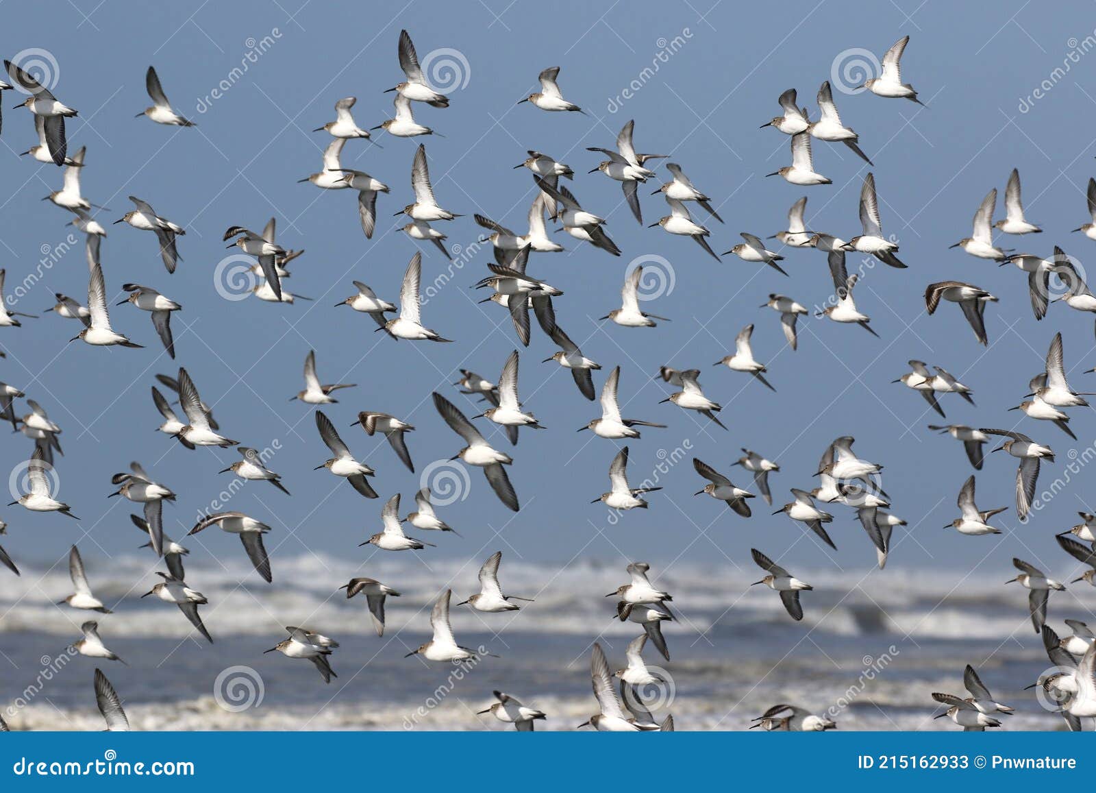 Flock of Dunlin in Flight stock image. Image of sand - 215162933