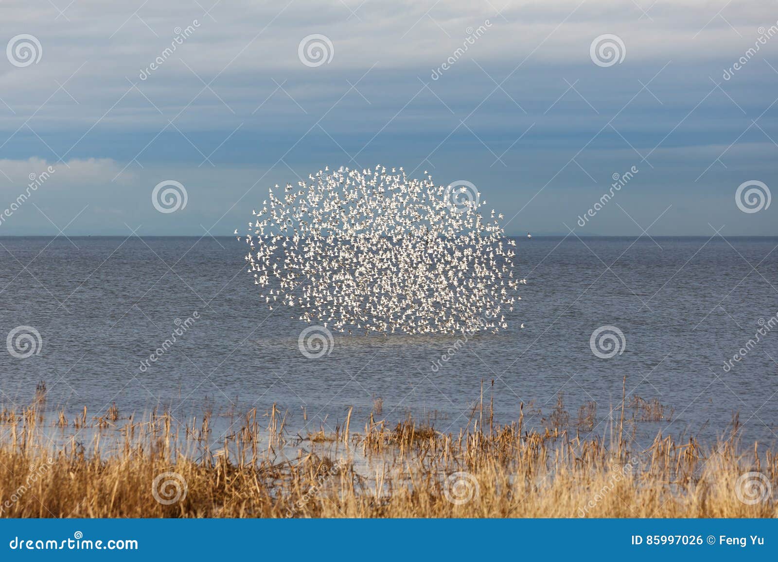 Flock of Dunlin stock photo. Image of delta, group, large - 85997026