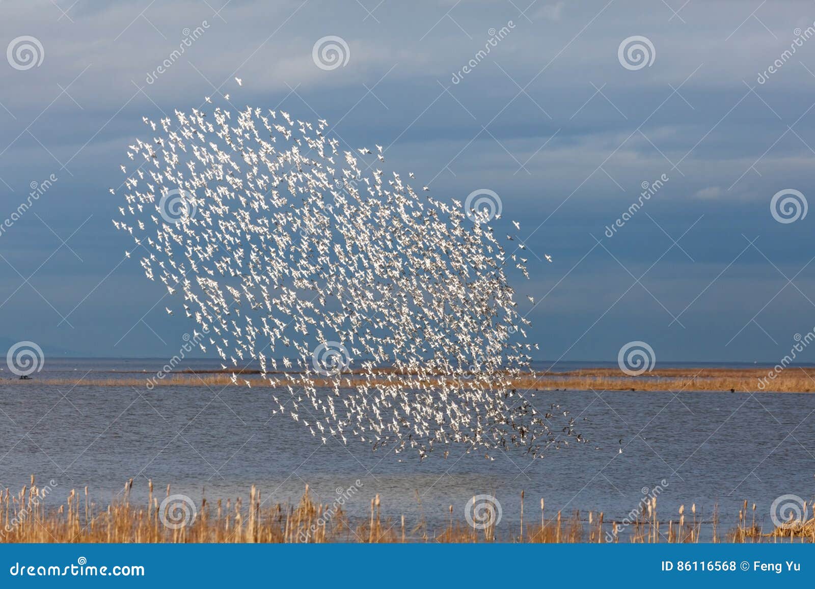 Flock of Dunlin stock photo. Image of calidris, flock - 86116568