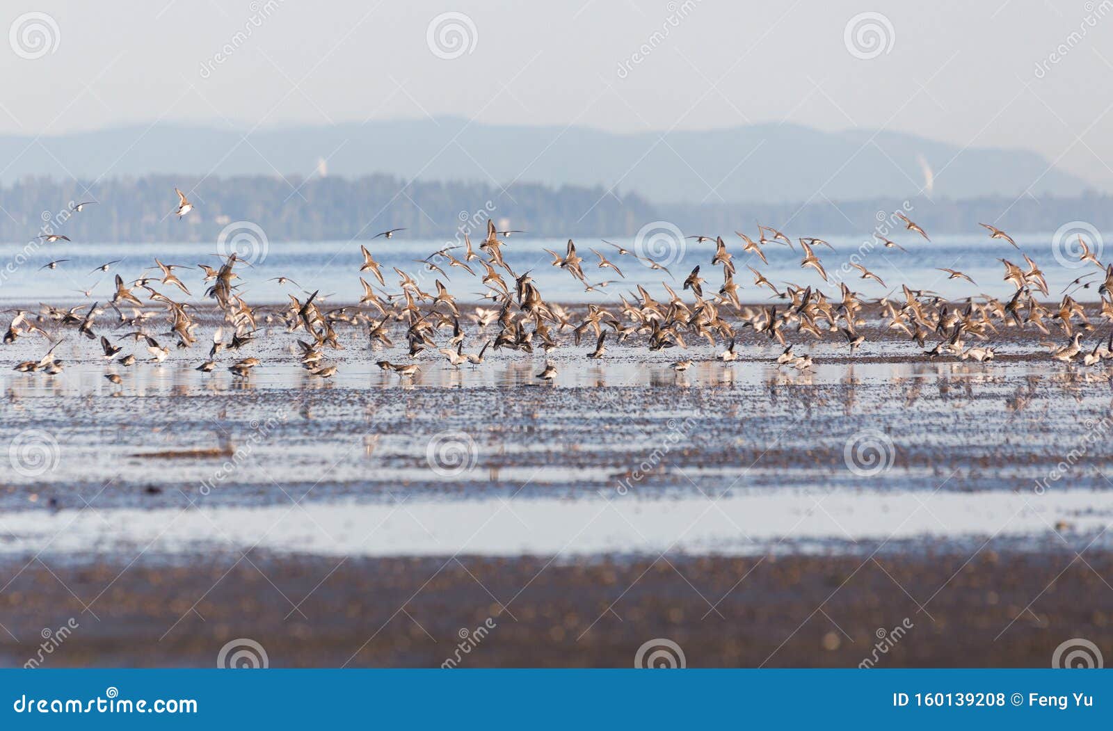 Flock of dunlin stock photo. Image of westcoast, dunlin - 160139208