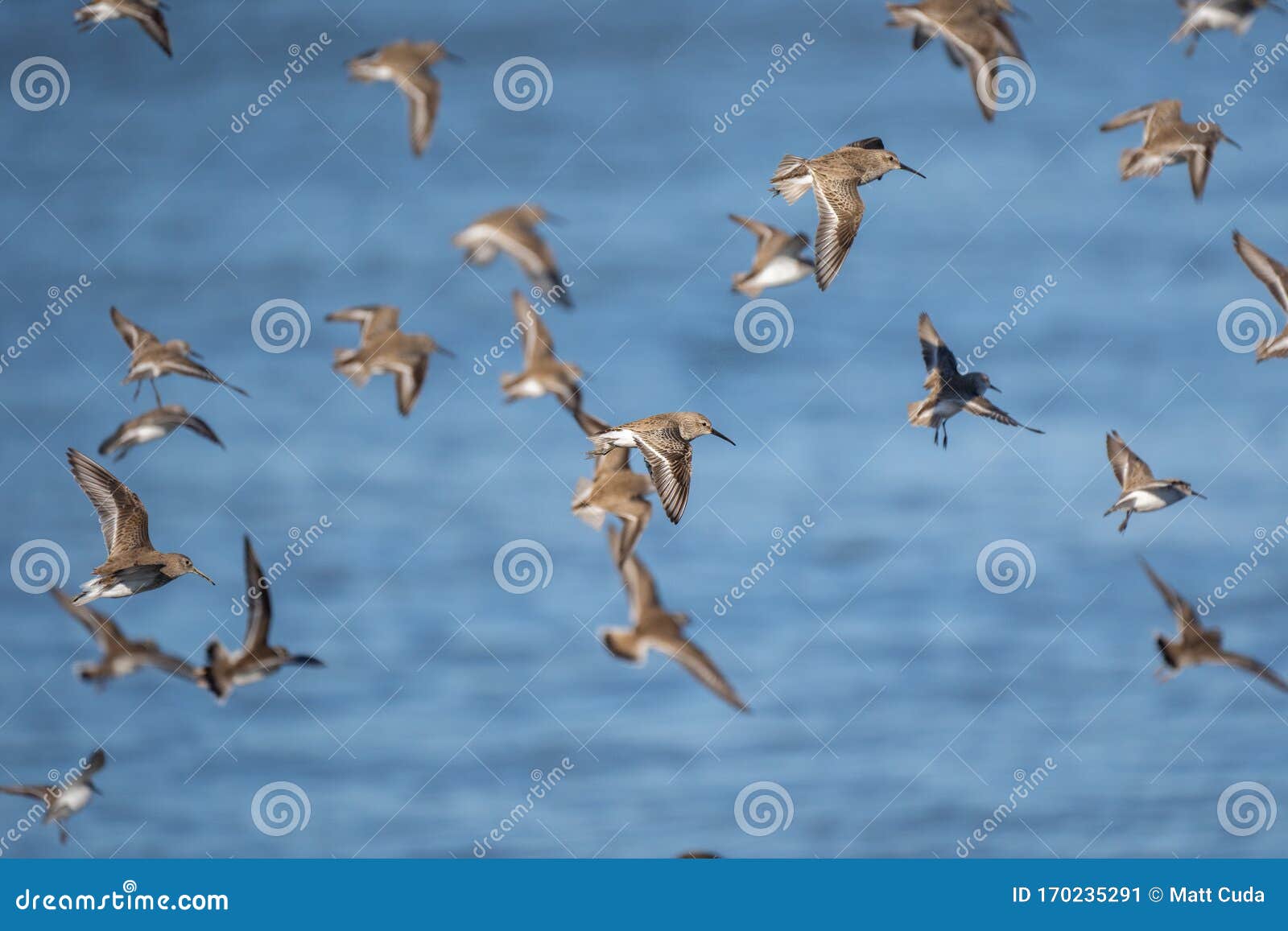 Flock of Dunlins stock image. Image of flock, shorebirds - 170235291