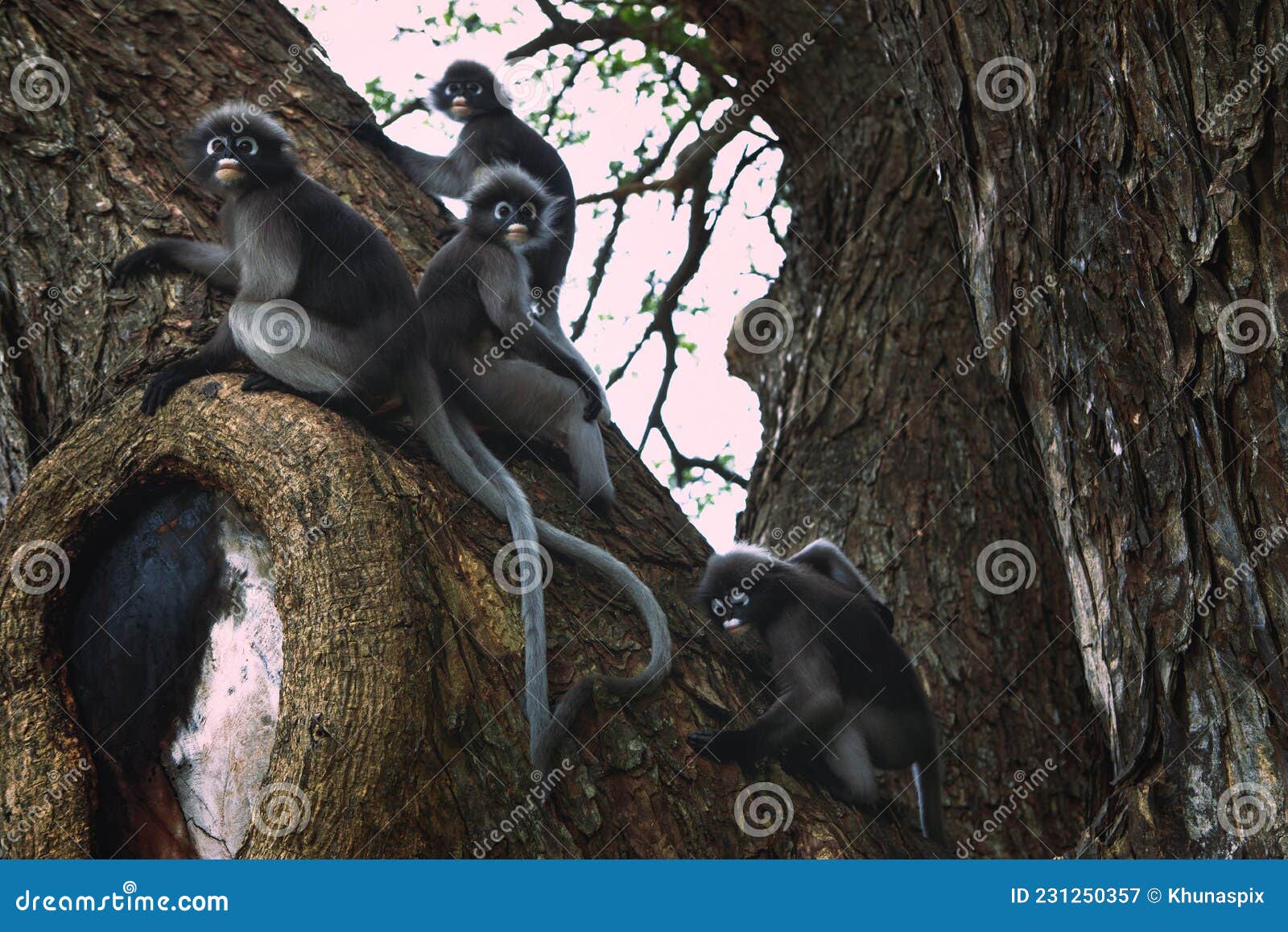 Flock of Dusky Leaf Monkey on Big Tree Branch Stock Image - Image of ...