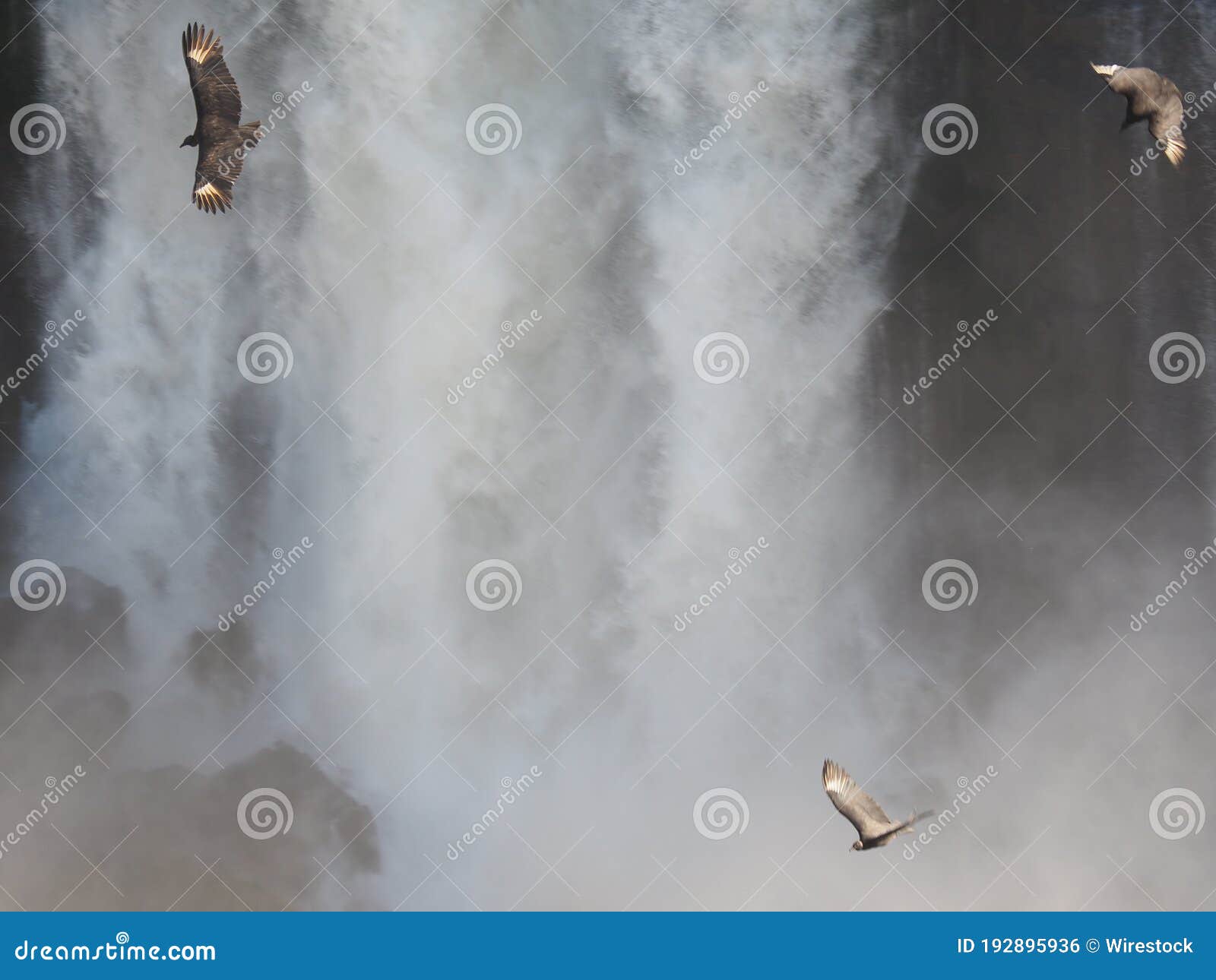 Flock of Eagles Flying Near a Beautiful Powerful Waterfall Stock Photo ...