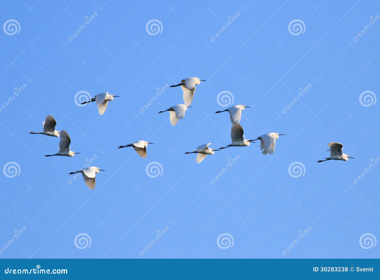 Flock of egrets egret stock photo. Image of duck, bird - 30283238