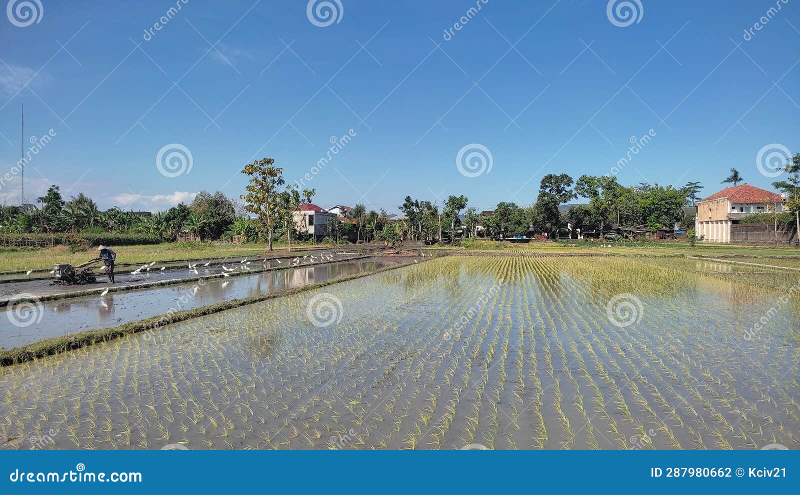 Flock of Egrets in the Rice Field and Nature Stock Photo - Image of ...