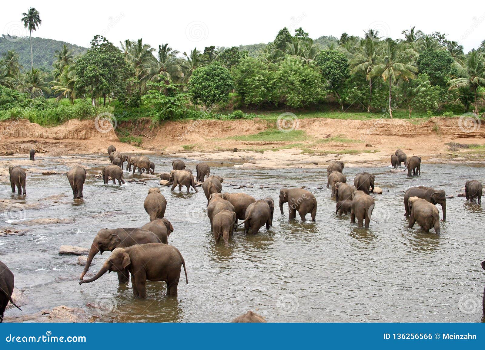 Elephants Are Bathing And Washing In The River, Stock Photography ...