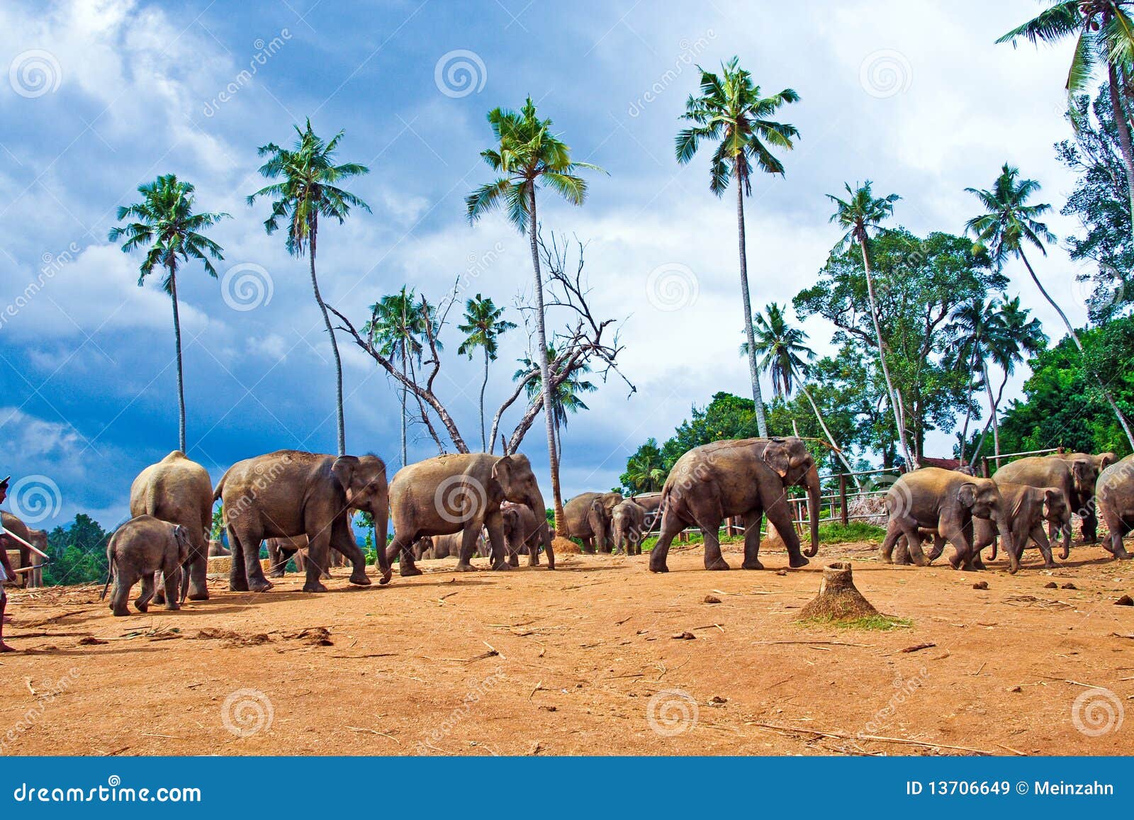 Flock of Elephants in the Wilderness Stock Image - Image of elephant ...