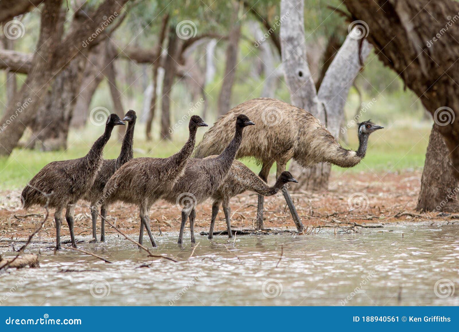 Flock of Emu`s stock image. Image of parrot, wildlife - 188940561